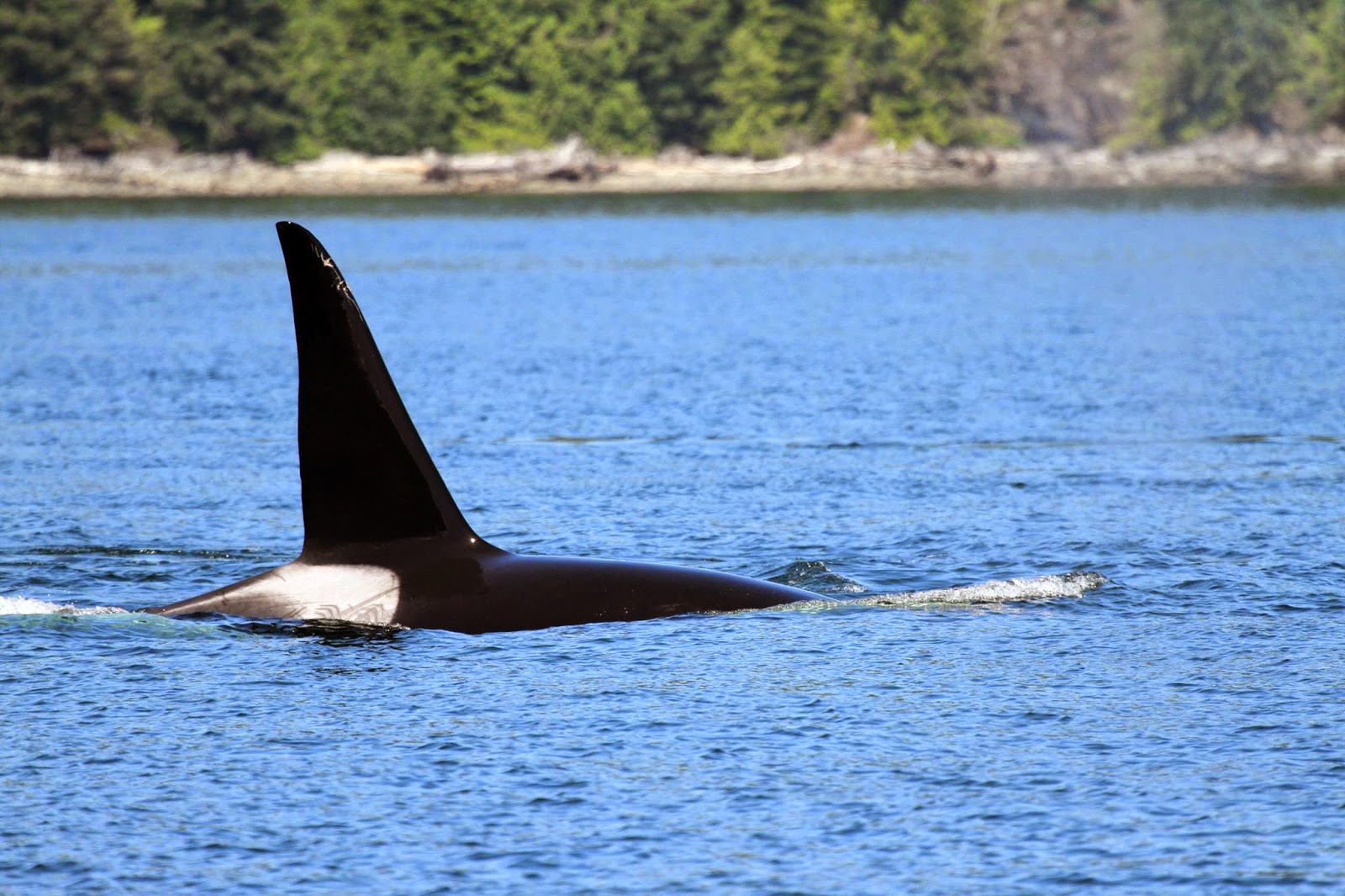CANADA 2014: Dag 7: Campbell River (Orca tocht)